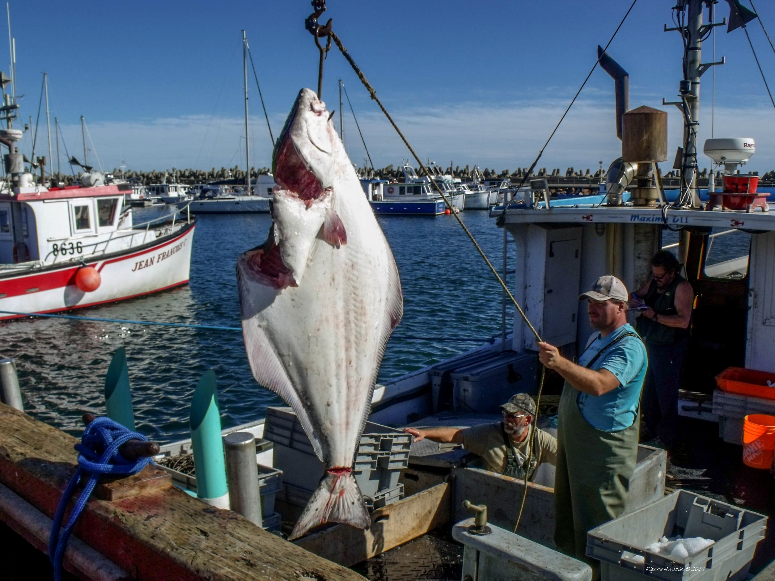Début de la saison de pêche du flétan de l'Atlantique - CFIM