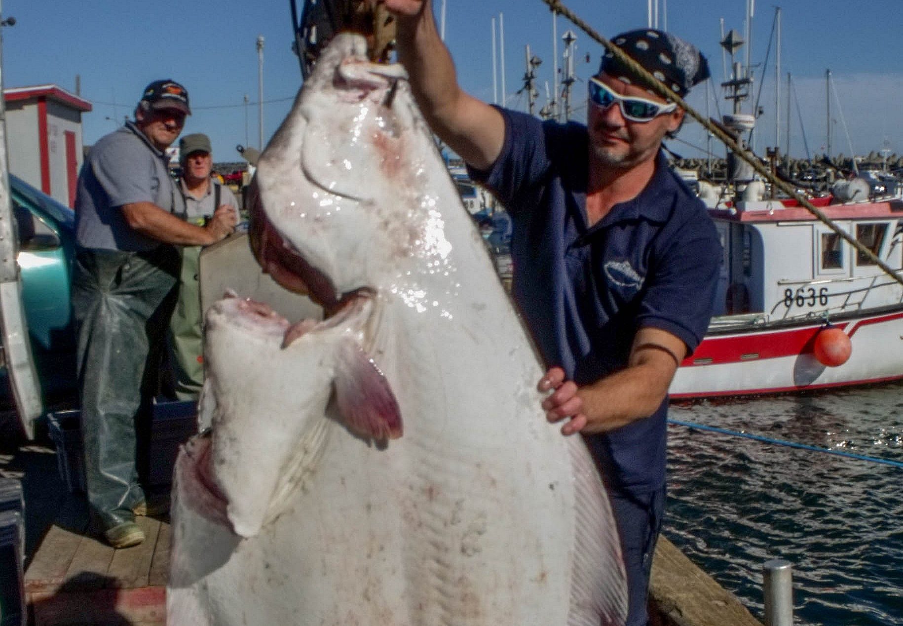 Ouverture de la saison du flétan le 26 juillet - CFIM