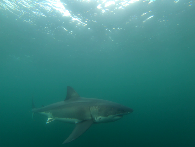 28 grands requins blancs marqués au large des Îles - CFIM