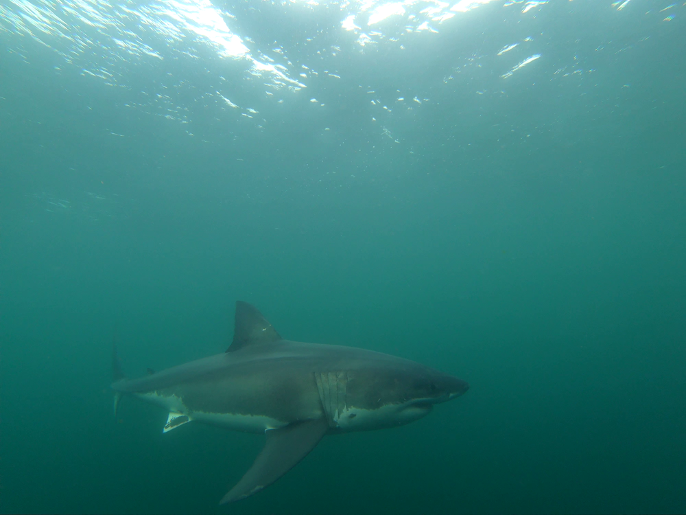 28 grands requins blancs marqués au large des Îles - CFIM